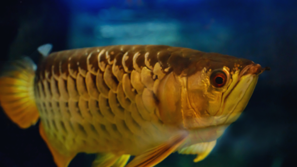 Asian Arowana: The Legendary Dragon Fish