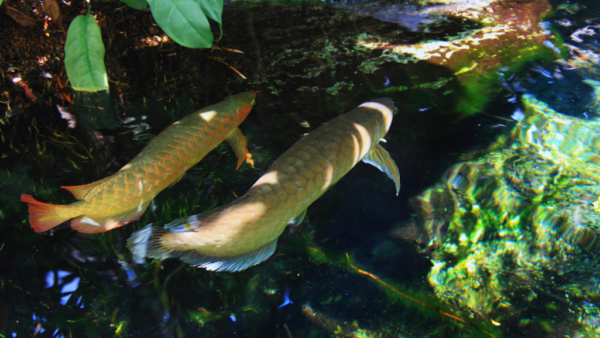 Asian Arowana: The Legendary Dragon Fish