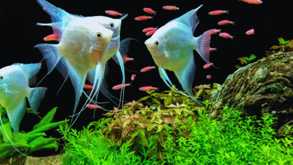 Best Big Freshwater Fish for Tanks: Top Species Guide