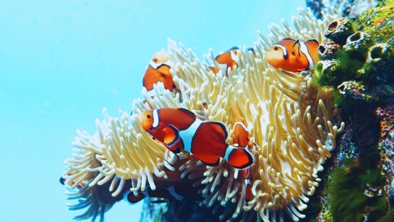 Best Cold Water Fish Species for Aquariums: A Guide