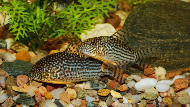 Discover Pygmy Corydoras: The Perfect Nano Fish