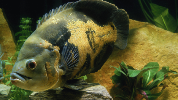 Discover the Tiger Oscar: A Fascinating Freshwater Fish