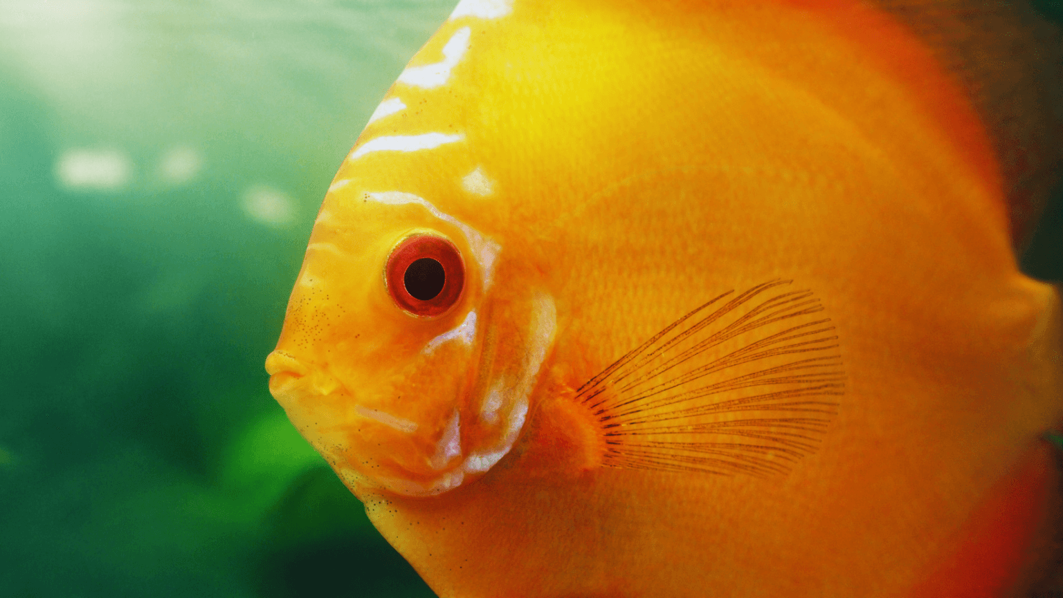 Best Black Freshwater Fish for Your Aquarium