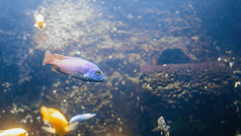 Best Black Freshwater Fish for Your Aquarium