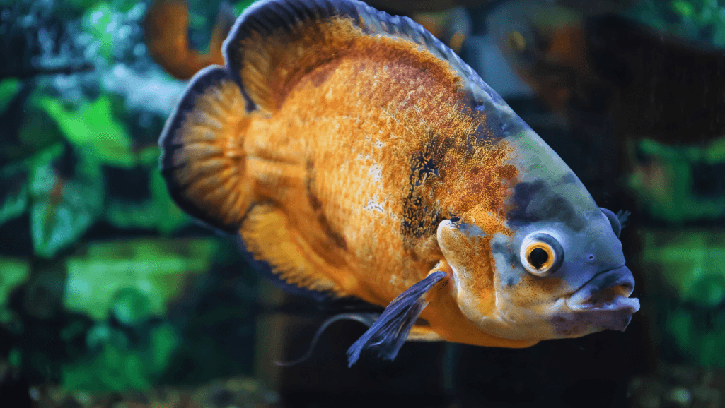 Best Big Freshwater Fish for Tanks: Top Species Guide