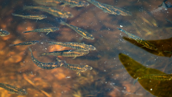 Discover White Cloud Mountain Minnows: Care & Breeding Guide