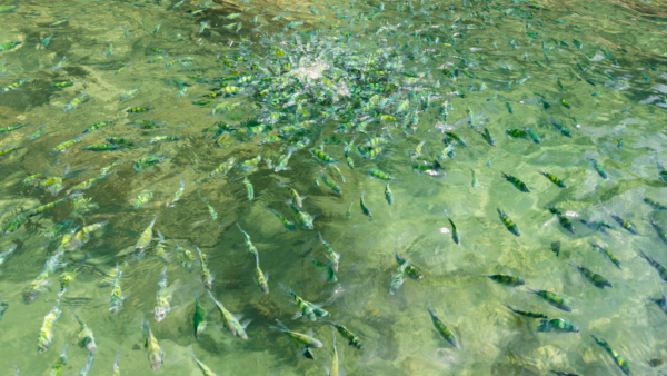 Do Fish Eat Bread? Safe Feeding Tips for Aquarium Care