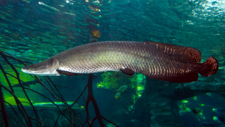 Discover the Arapaima Gigas: Facts About Amazon's Giant Fish