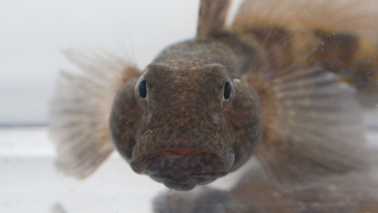 Neon Goby: Colorful Care Guide for Aquarists