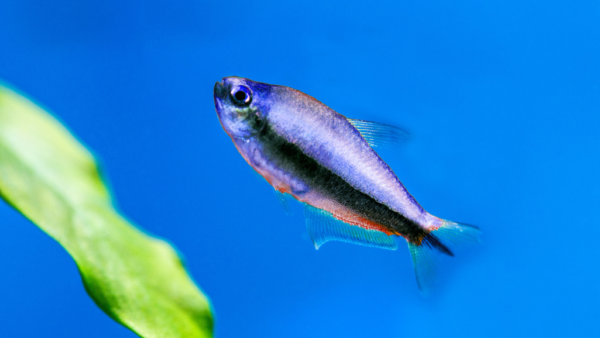 Penguin Tetra Care Guide: Tips & Tank Mates