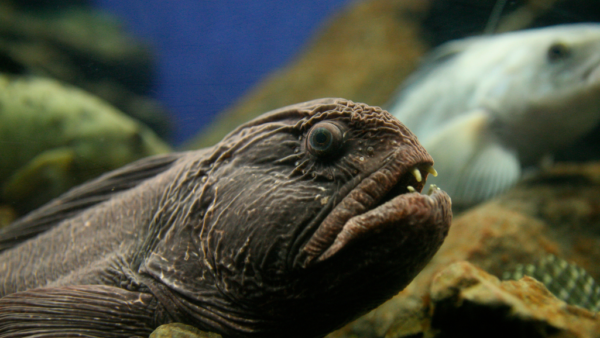 Fascinating Wolf Fish Facts: Habitat, Diet, and Care