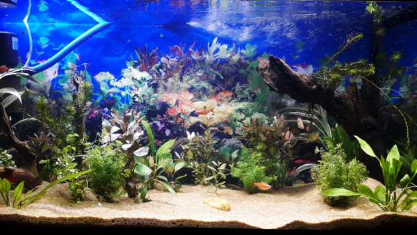 Inspiring Fish Tank Ideas for Aquatic Enthusiasts