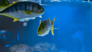 Aquarium Fish Compatibility Chart - Find Perfect Pals