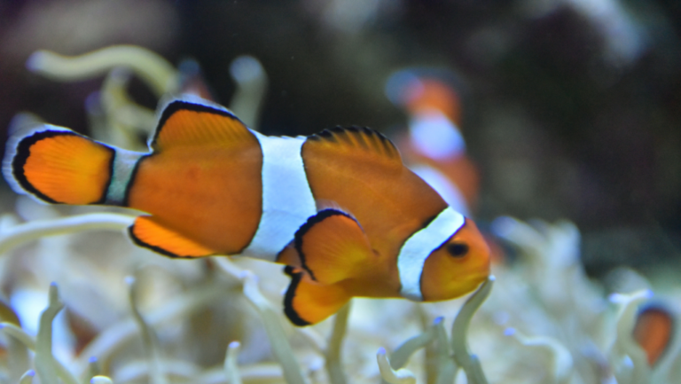 Clownfish: Fascinating Facts About Sea Life