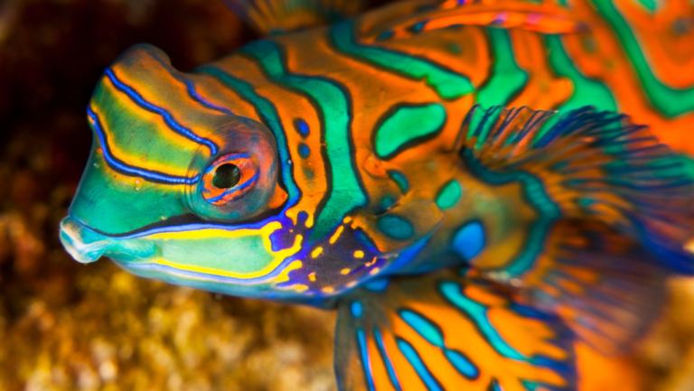 Essential Guide to Mandarin Fish: Care, Habitat & Diet