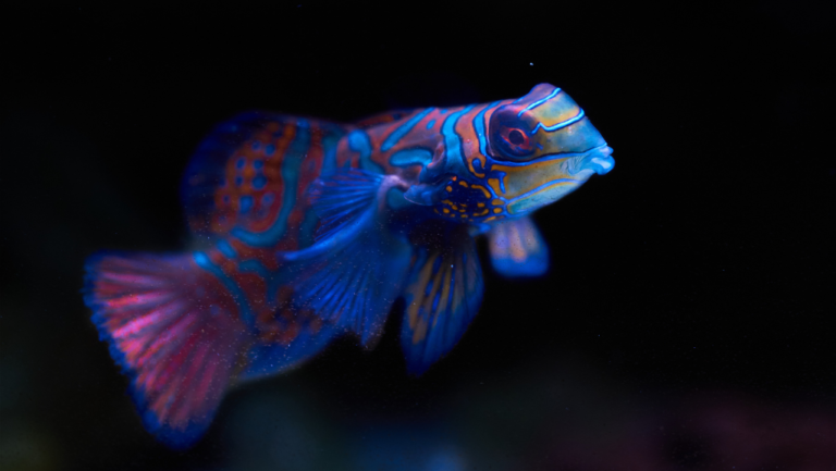Essential Guide to Mandarin Fish: Care, Habitat & Diet