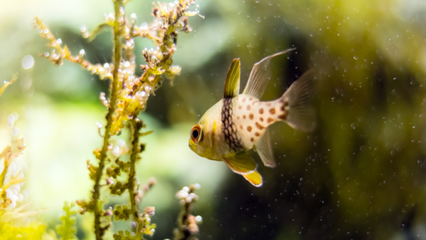 Pajama Cardinalfish Care: Essential Guide for Saltwater Aquariums