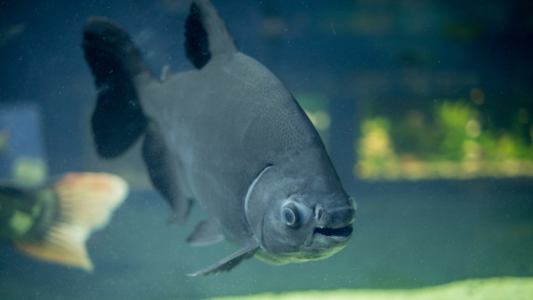 Essential Guide to Pacu Fish: Care and Aquarium Needs