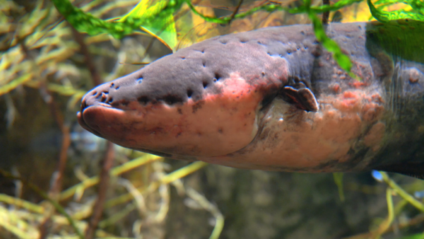 Electric Eel Facts Tanks: Nature's Shocking Predators