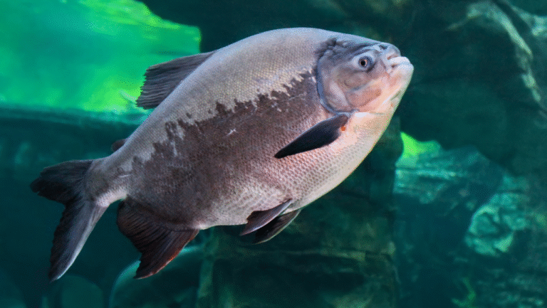 Pacu Fish: Intriguing Freshwater Creature